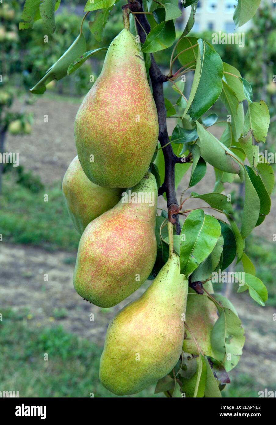 Reife birne hi-res stock photography and images - Alamy