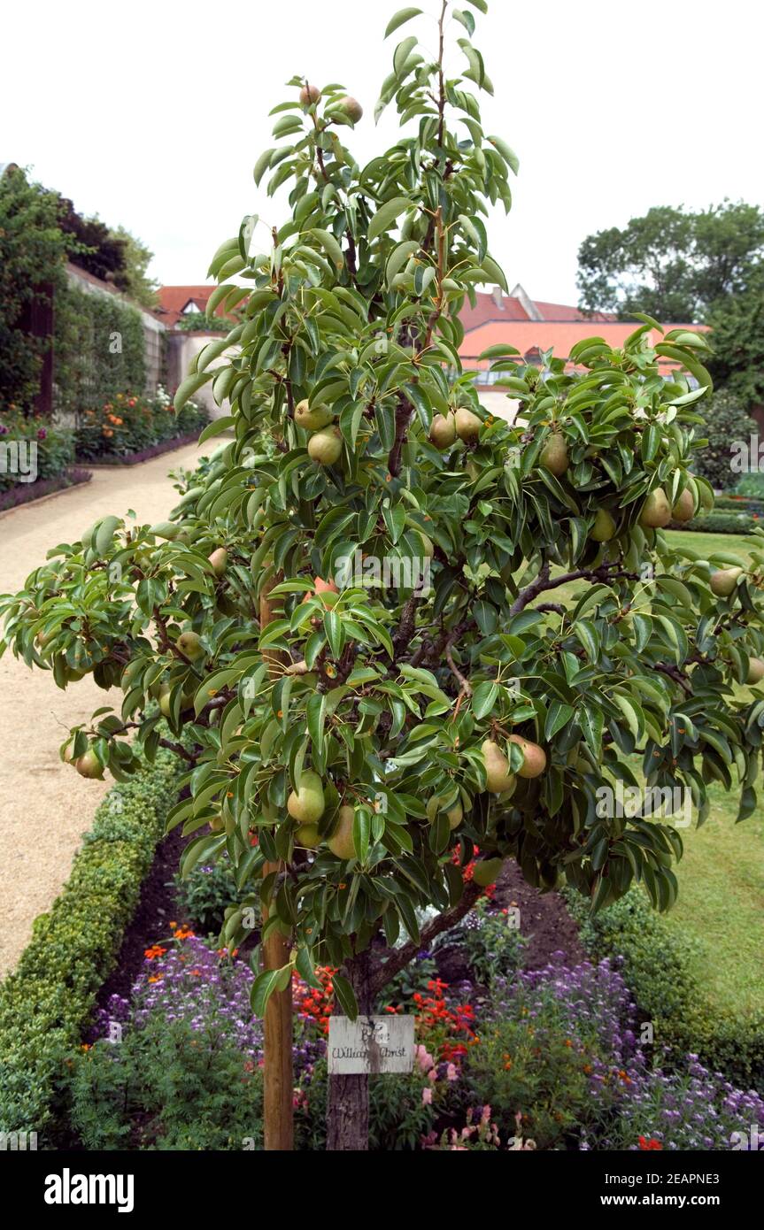 Williams christ birnen hi-res stock photography and images - Alamy