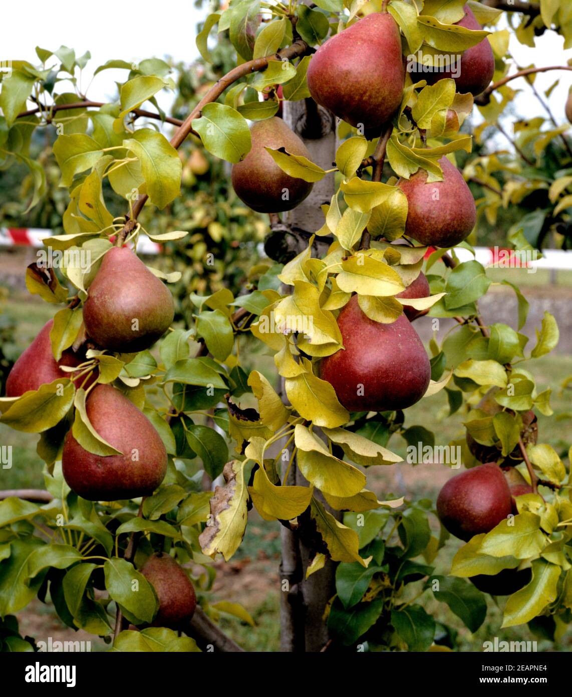 Reife birne hi-res stock photography and images - Alamy