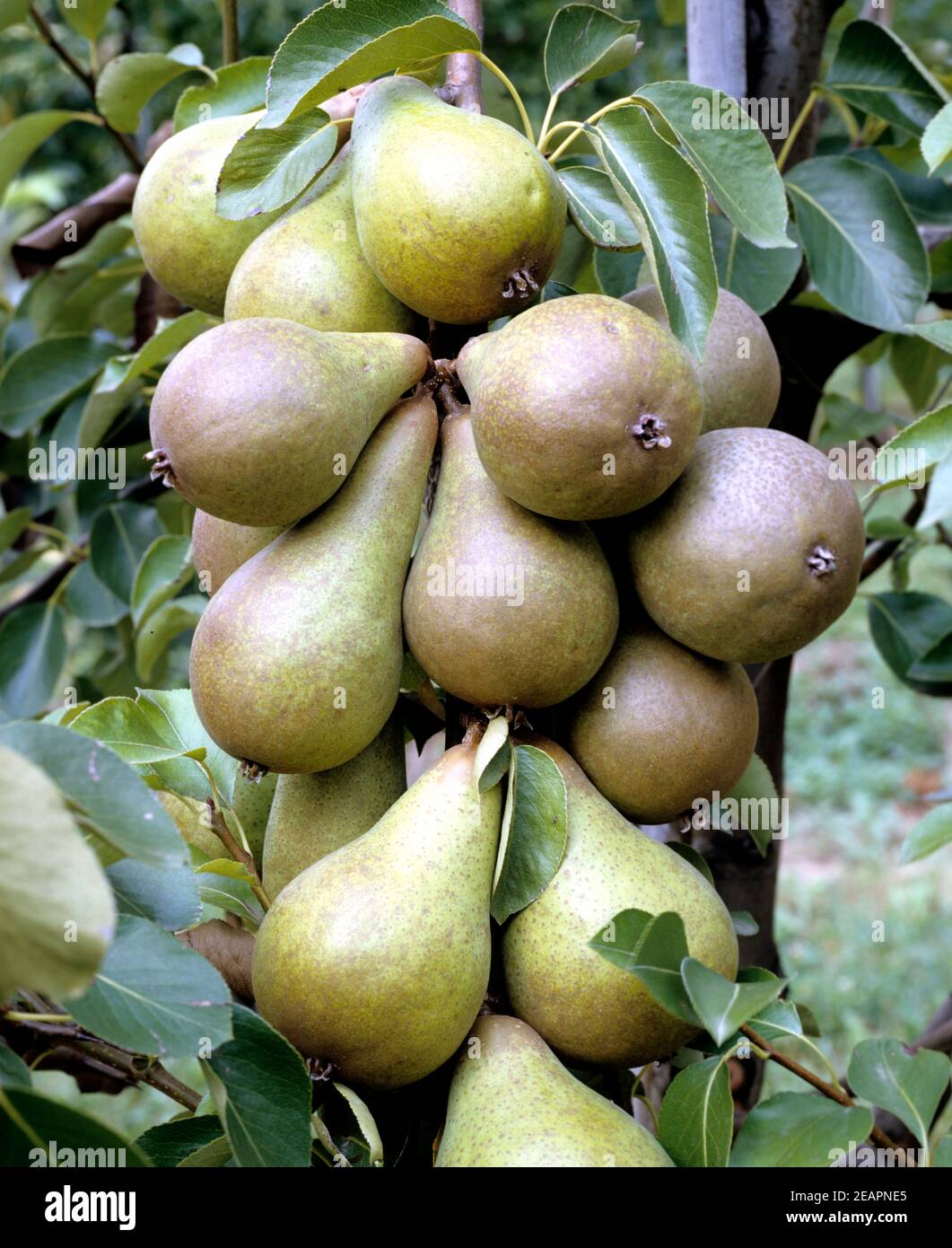 Birne, Pyrus communis Stock Photo - Alamy