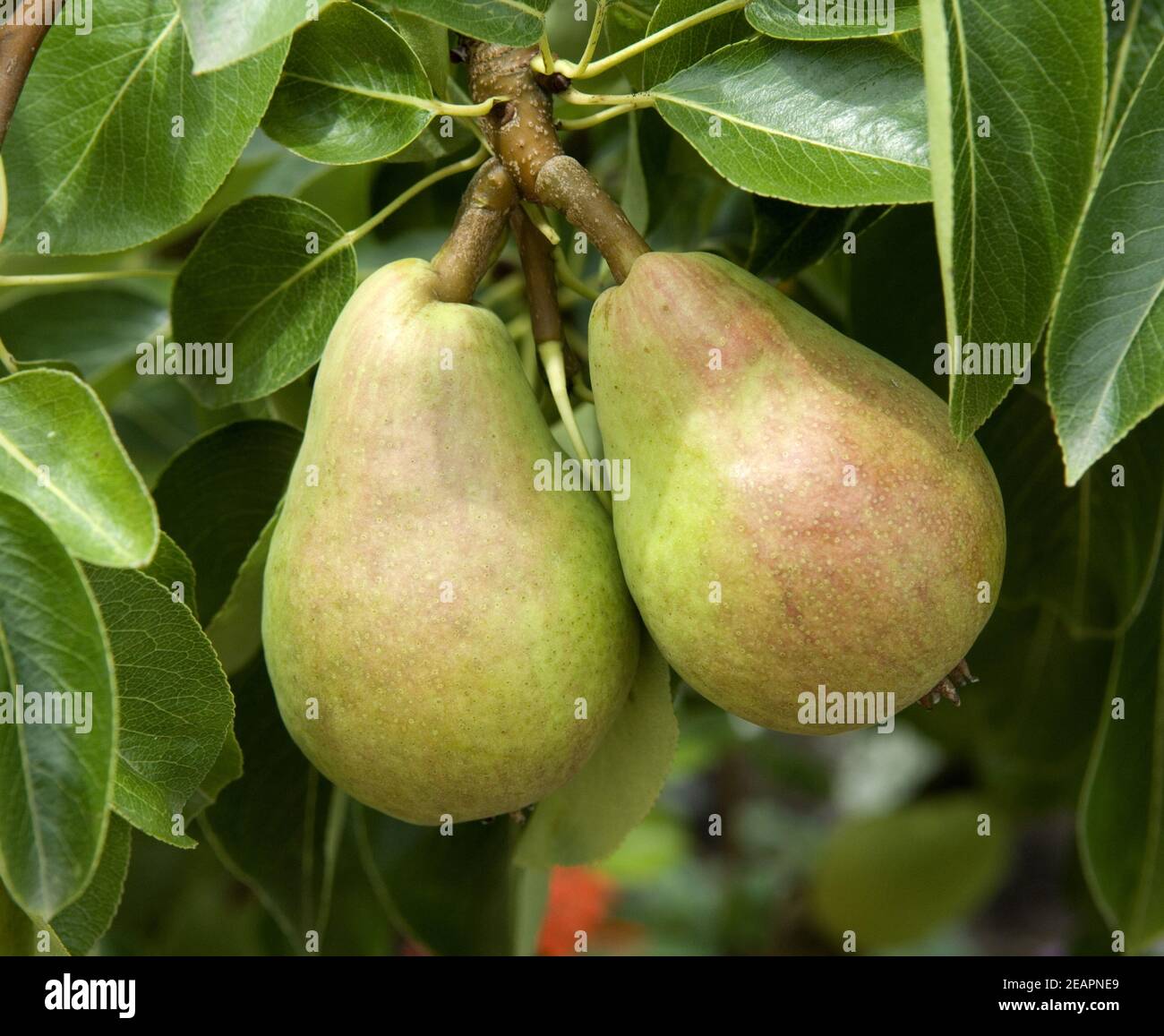 Williams christ birne hi-res stock photography and images - Alamy