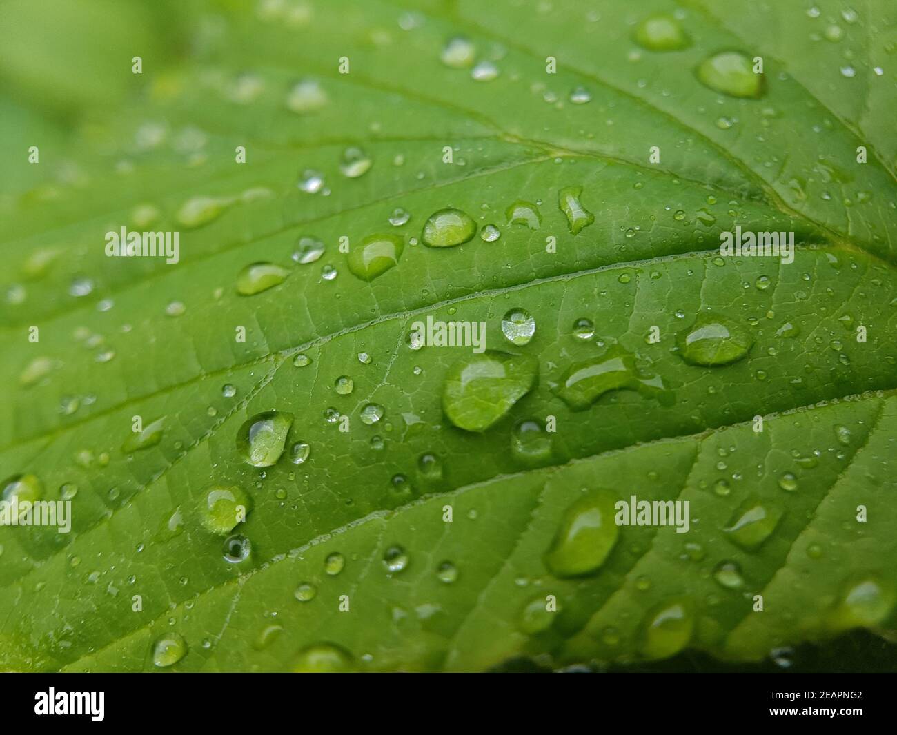 Tautropfen Wasser Struktur Tau Regentropfen Stock Photo - Alamy