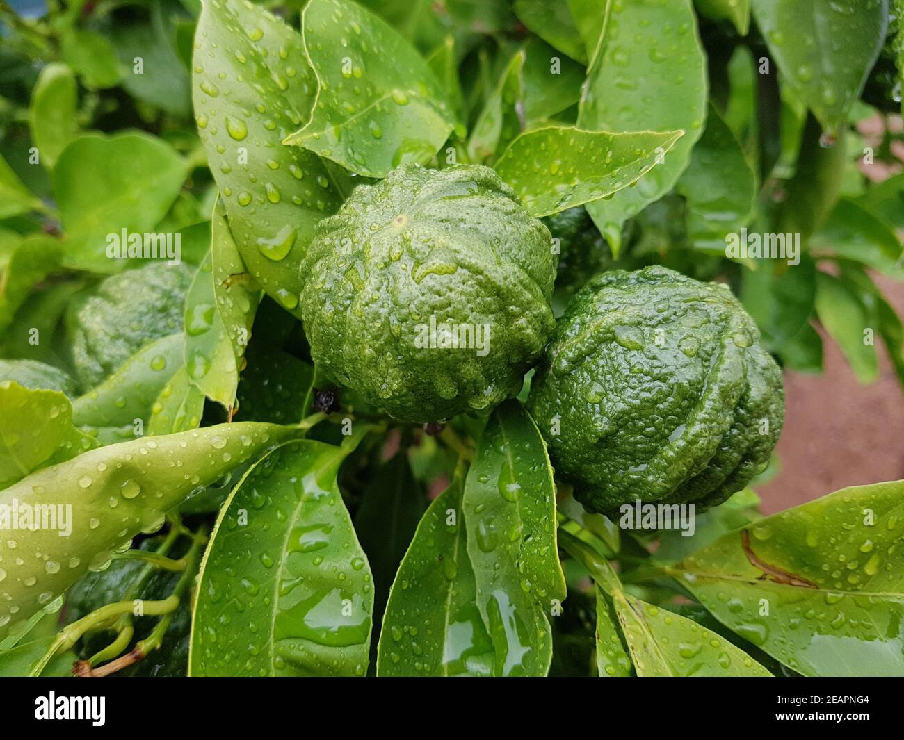 Citrus aurantium flower hi-res stock photography and images - Alamy