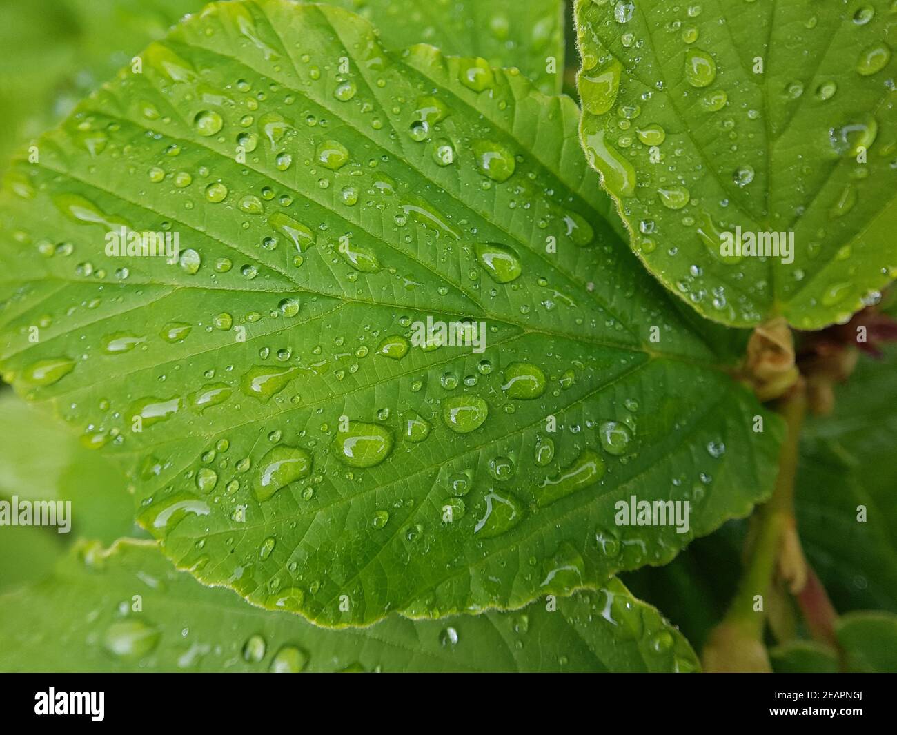 Tautroepfchen High Resolution Stock Photography and Images - Alamy
