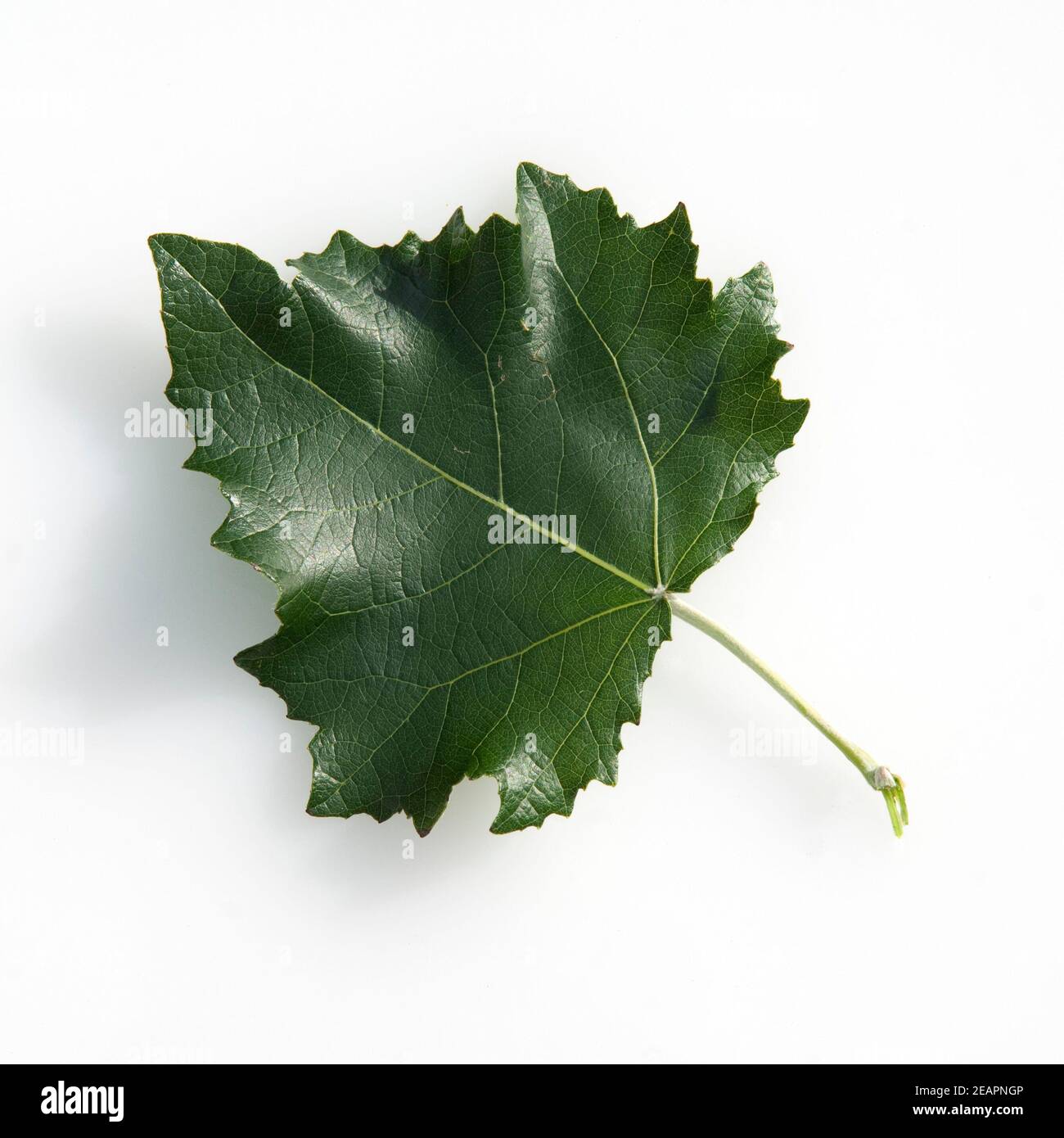 Blatt, Silberpappel, Populus alba Stock Photo - Alamy