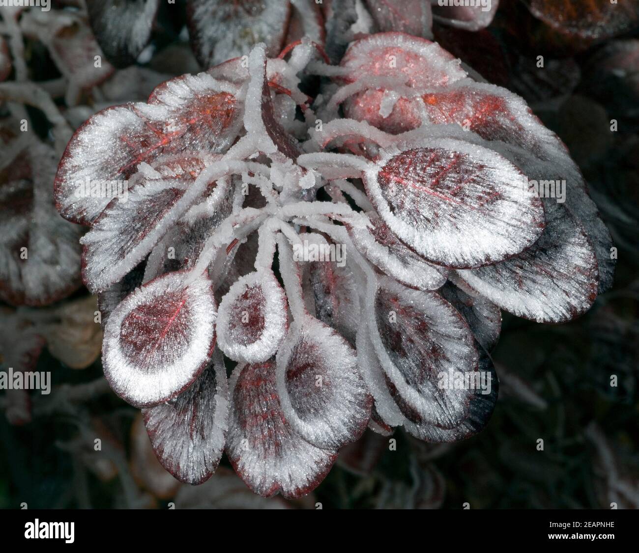 Blaetter hi-res stock photography and images - Alamy