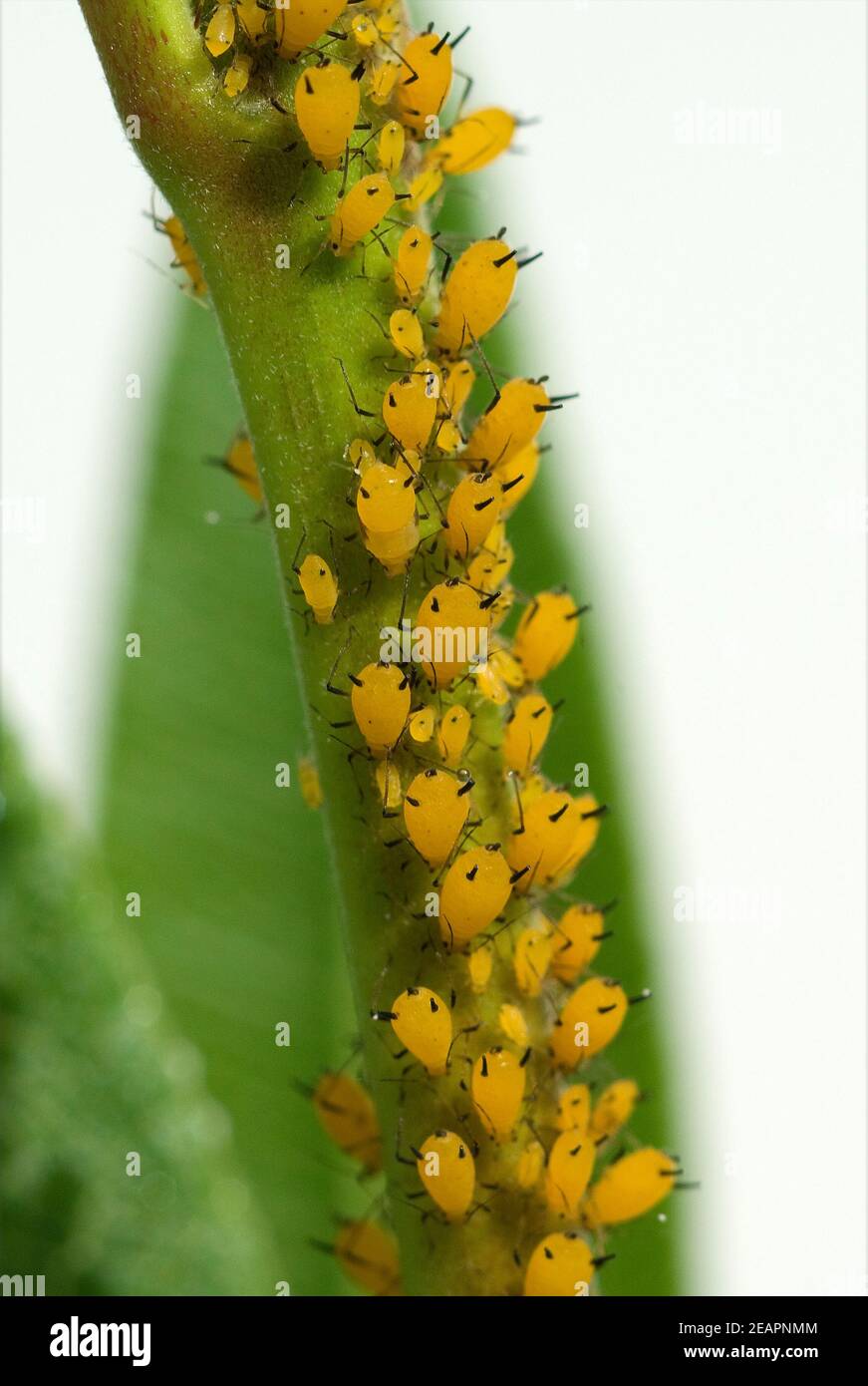 Blattlaus hi-res stock photography and images - Alamy