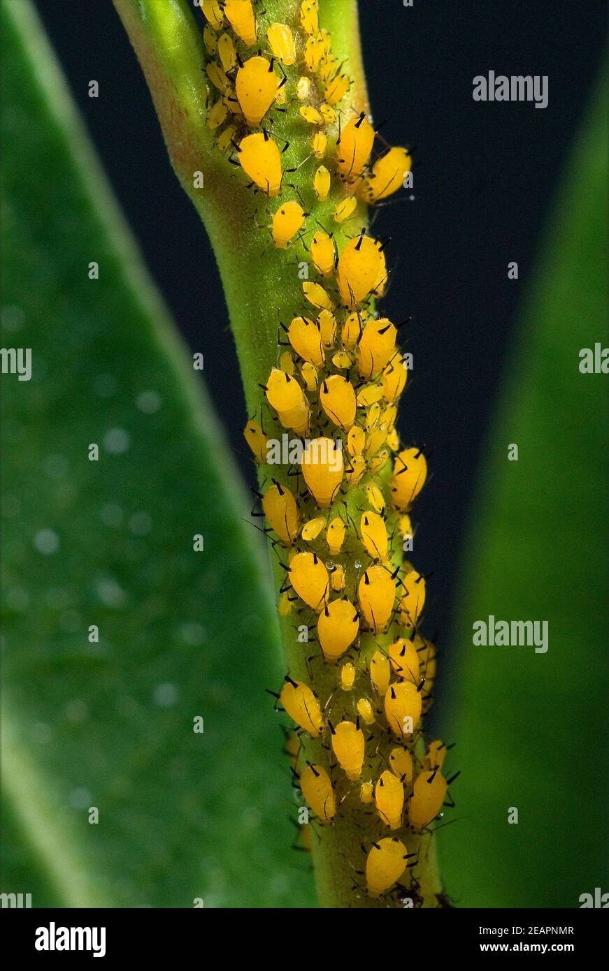 Blattlaeuse Aphidina, Insekt Blattlaus Stock Photo - Alamy