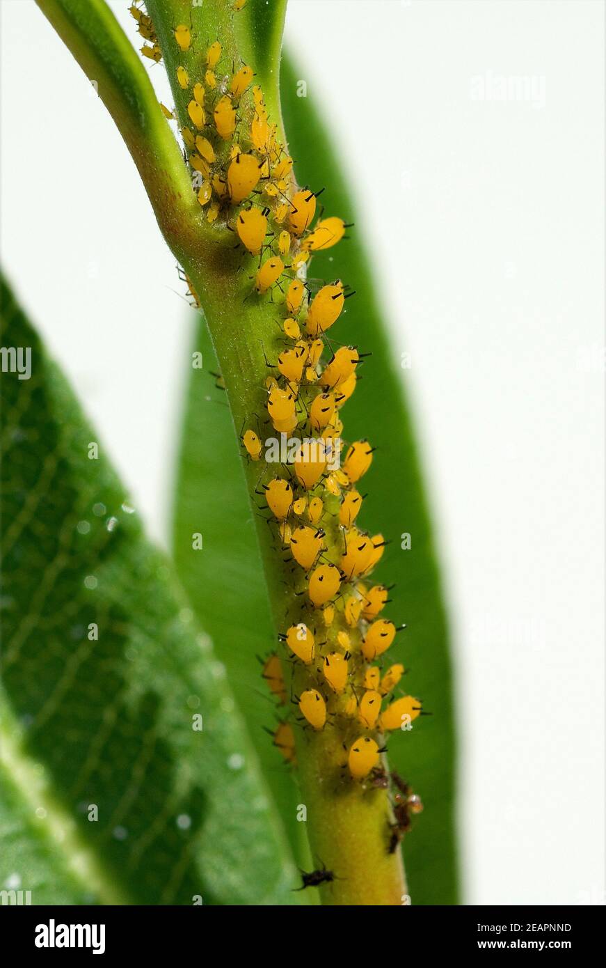 Blattlaus hi-res stock photography and images - Alamy