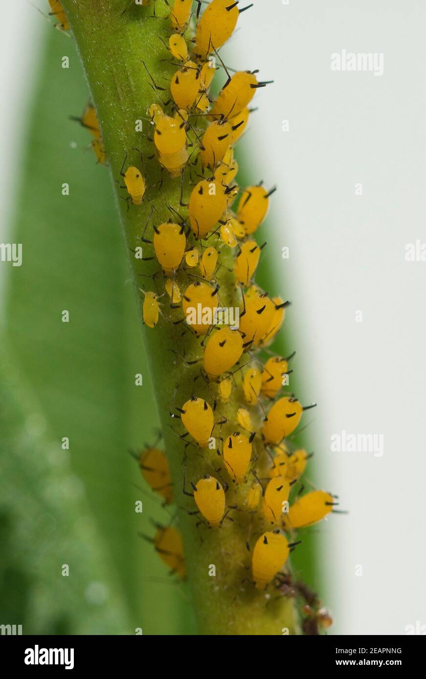 Blattlaus hi-res stock photography and images - Alamy