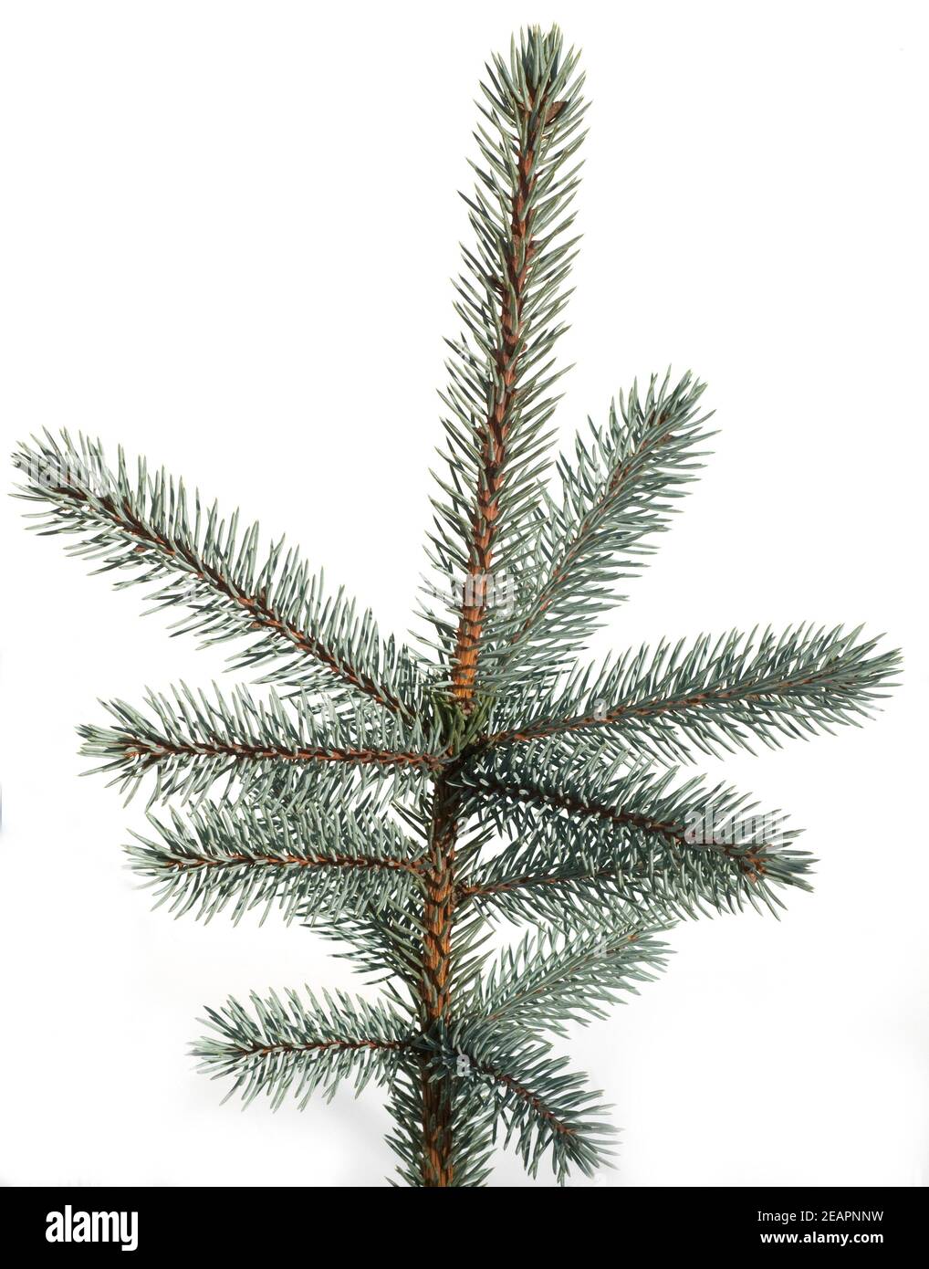 Blaufichte, Fichte, Picea, pungens, Stechfichte Stock Photo - Alamy
