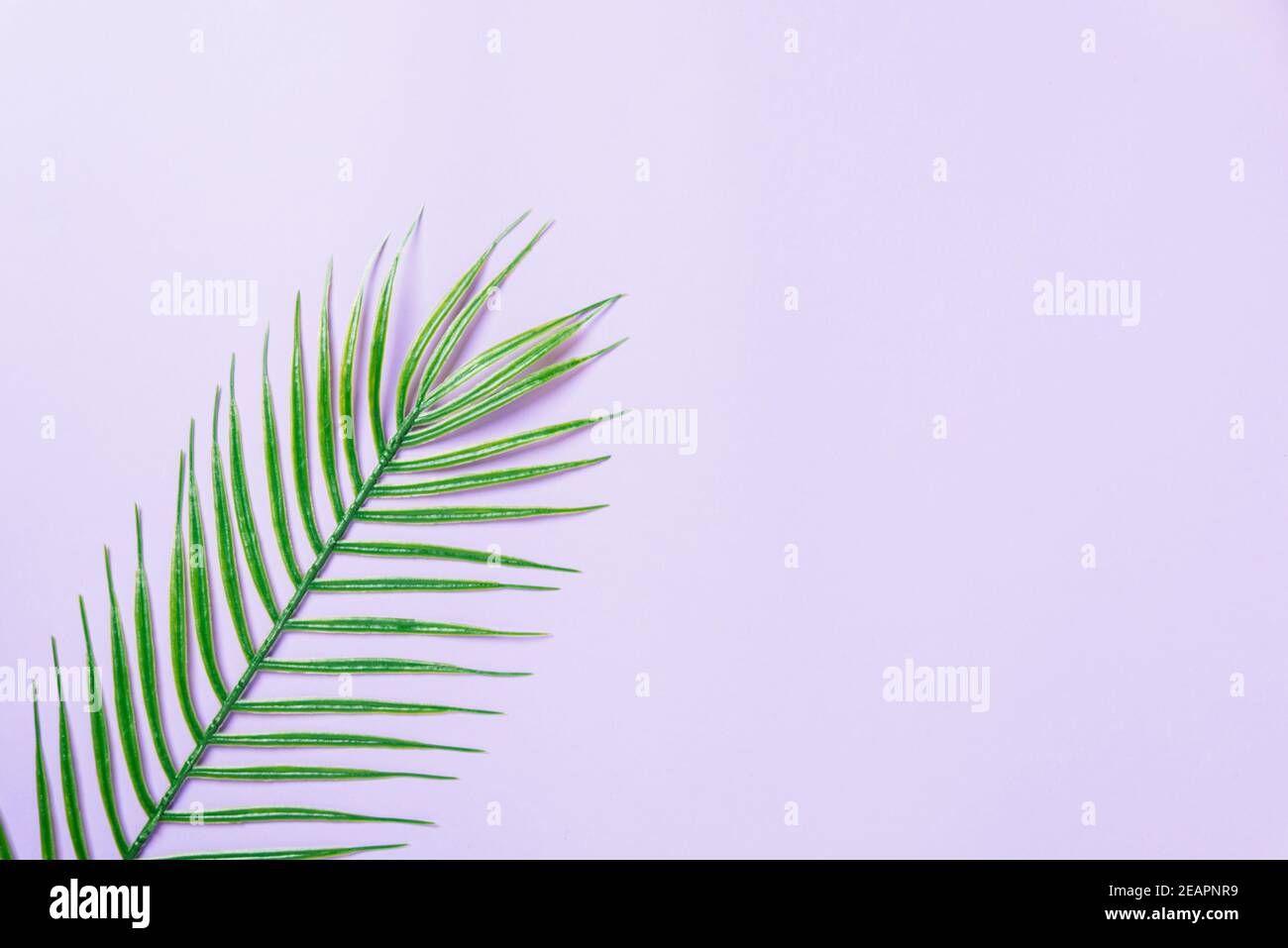 Split palm leaves hi-res stock photography and images - Alamy