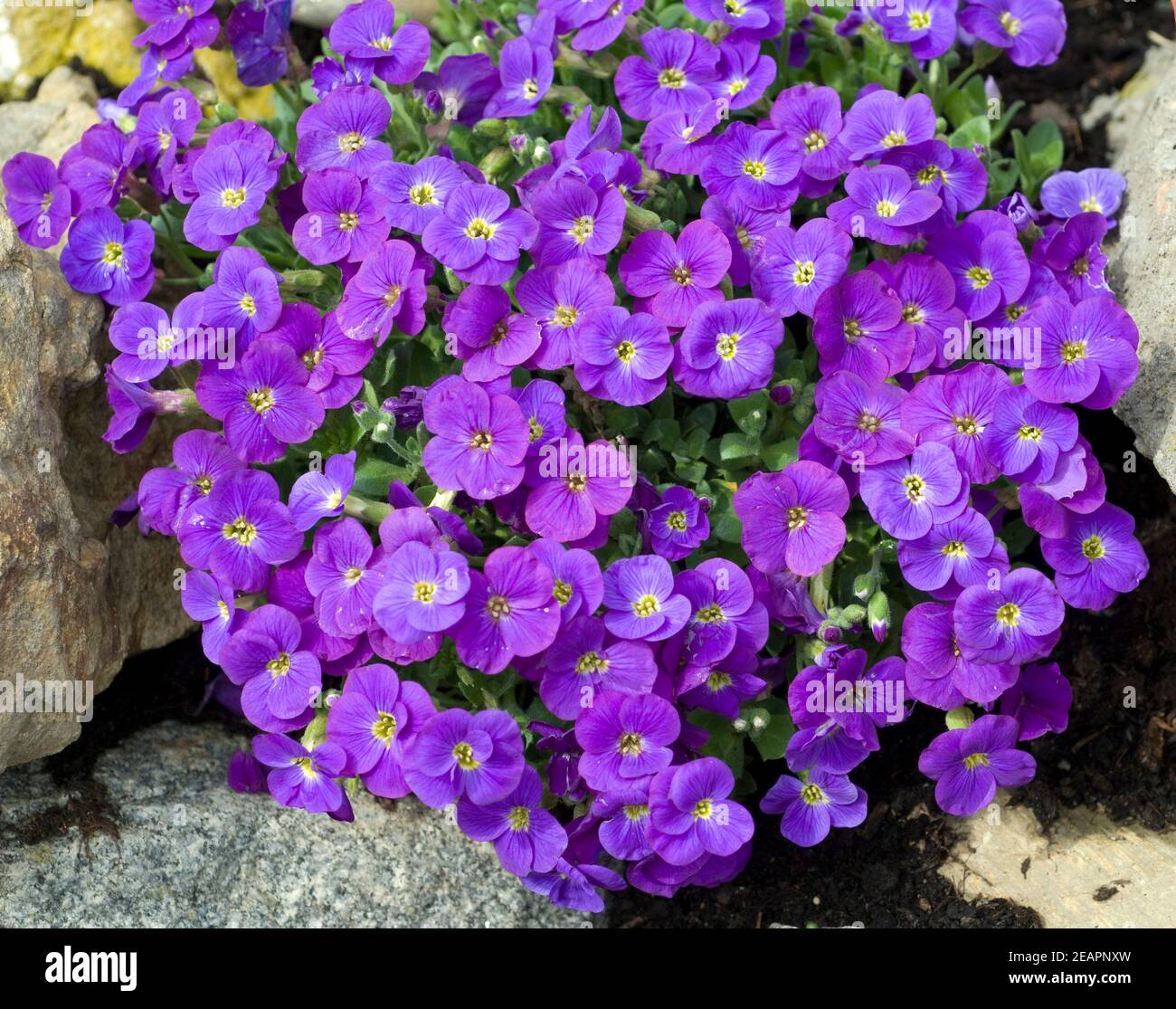 Aubrieta hybride hi-res stock photography and images - Alamy