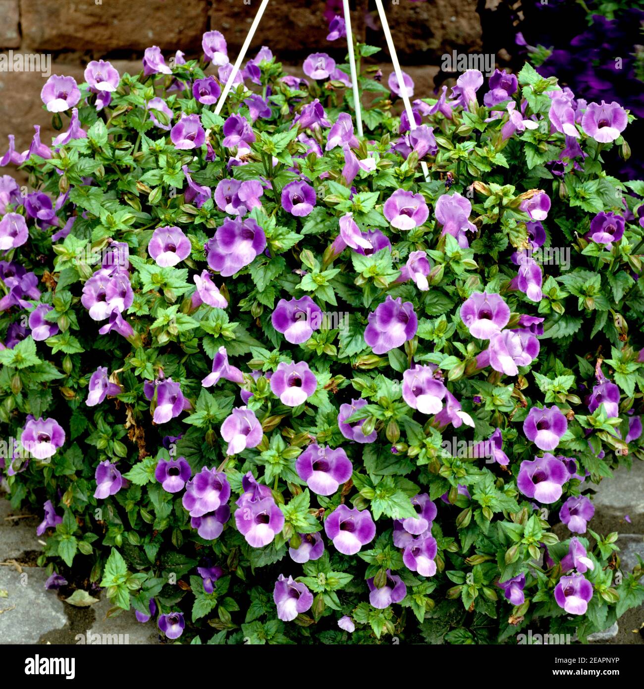 Torenia hi-res stock photography and images - Alamy