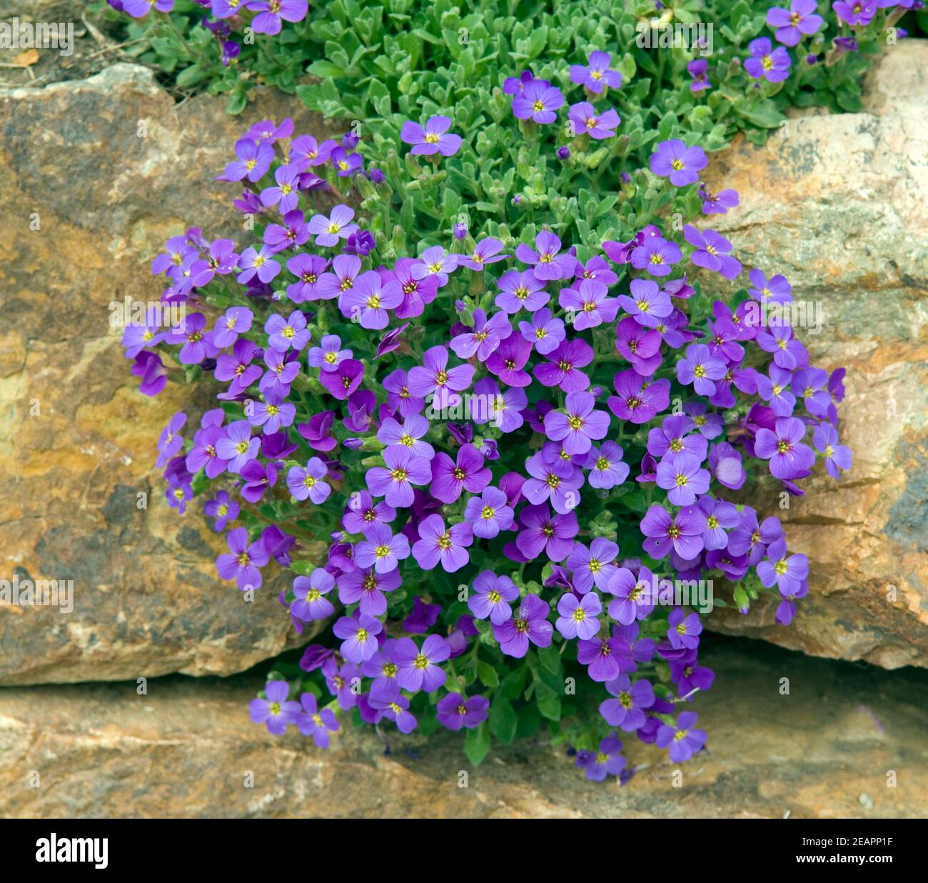 Aubrieta hybrids hi-res stock photography and images - Alamy