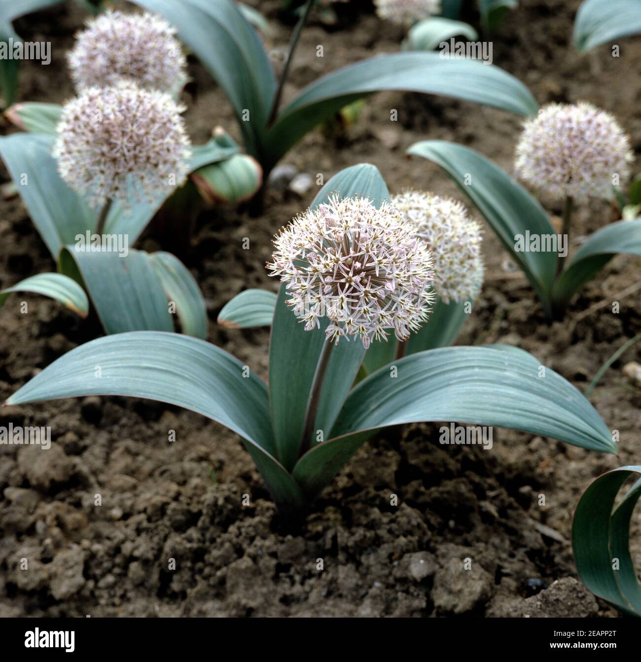 Karatau lauch hi-res stock photography and images - Alamy