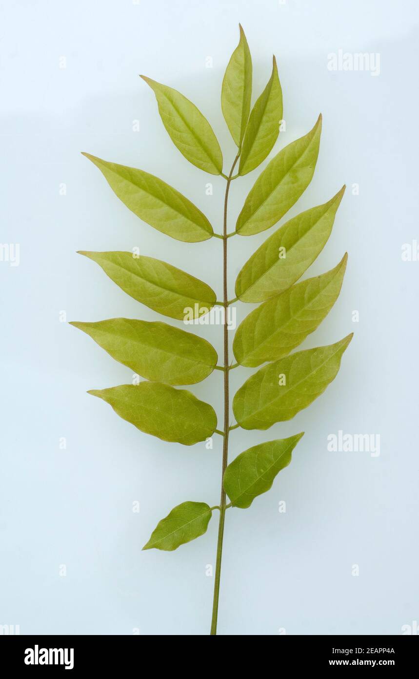 Blatt blaetter hi-res stock photography and images - Alamy