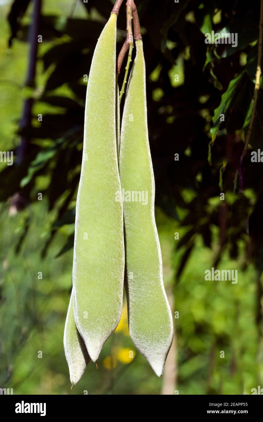 Schoten hi-res stock photography and images - Alamy