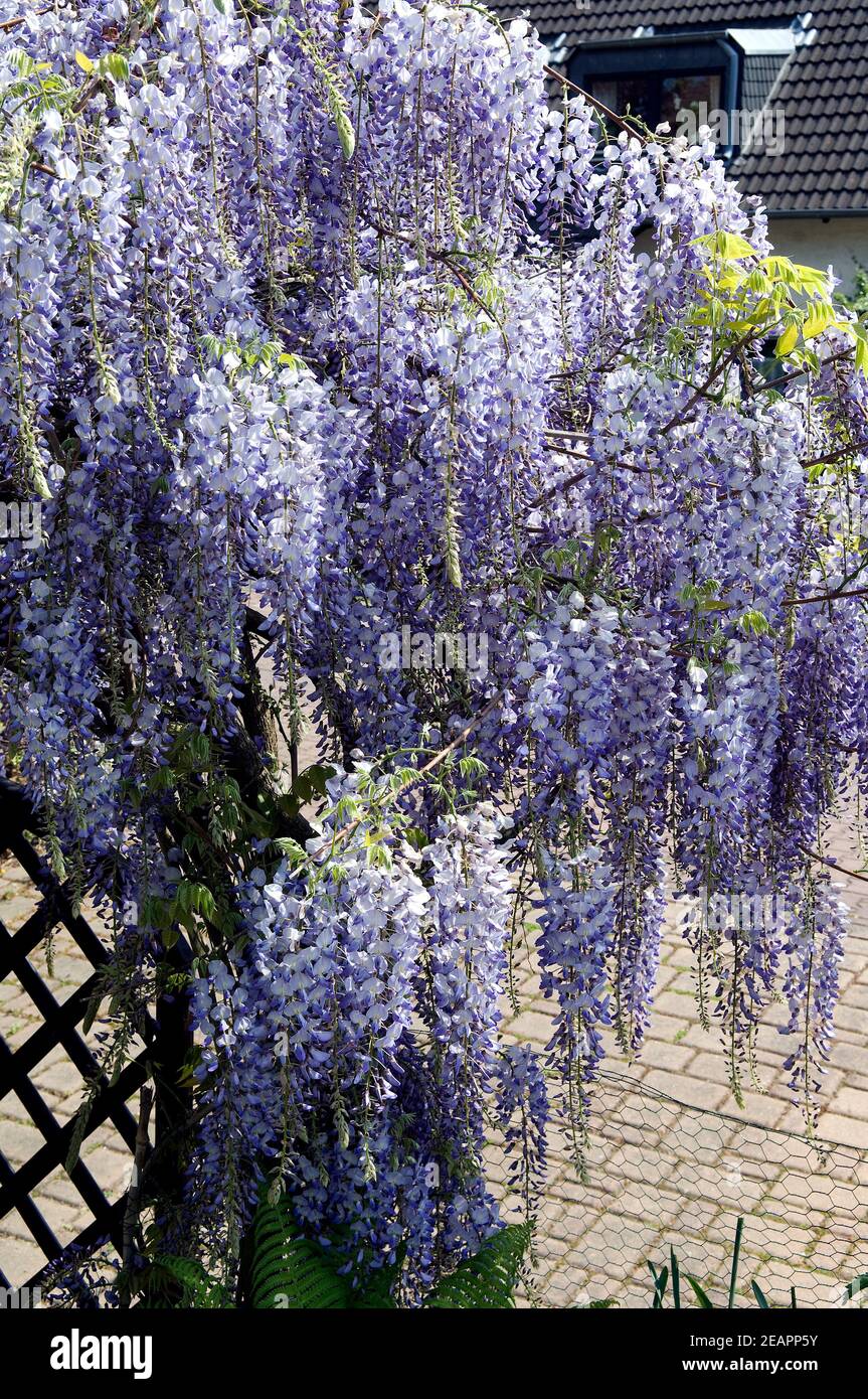 Blauregen, Wisteria sinensis Stock Photo - Alamy