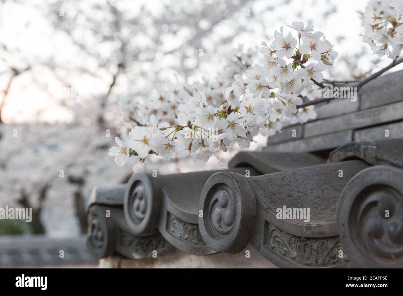 Kyoto Japan Cherry blossoms, or Sakura hanging over the top of a wall ...