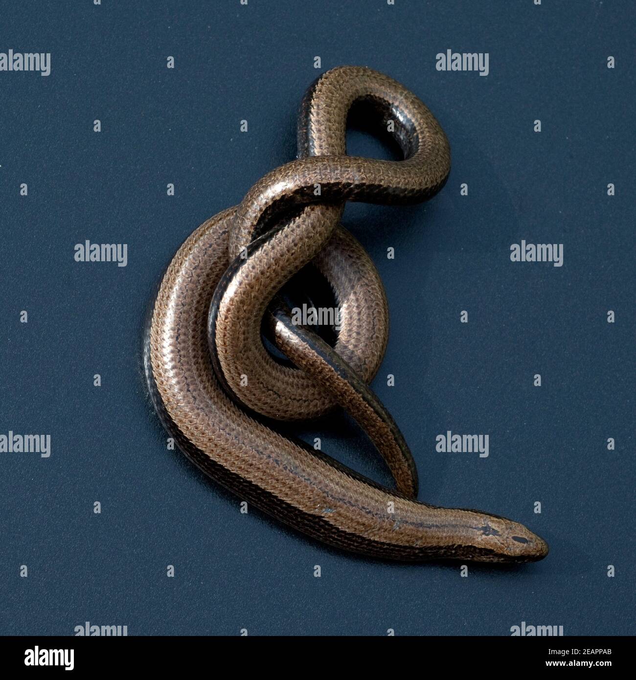 Blindschleichen hi-res stock photography and images - Alamy