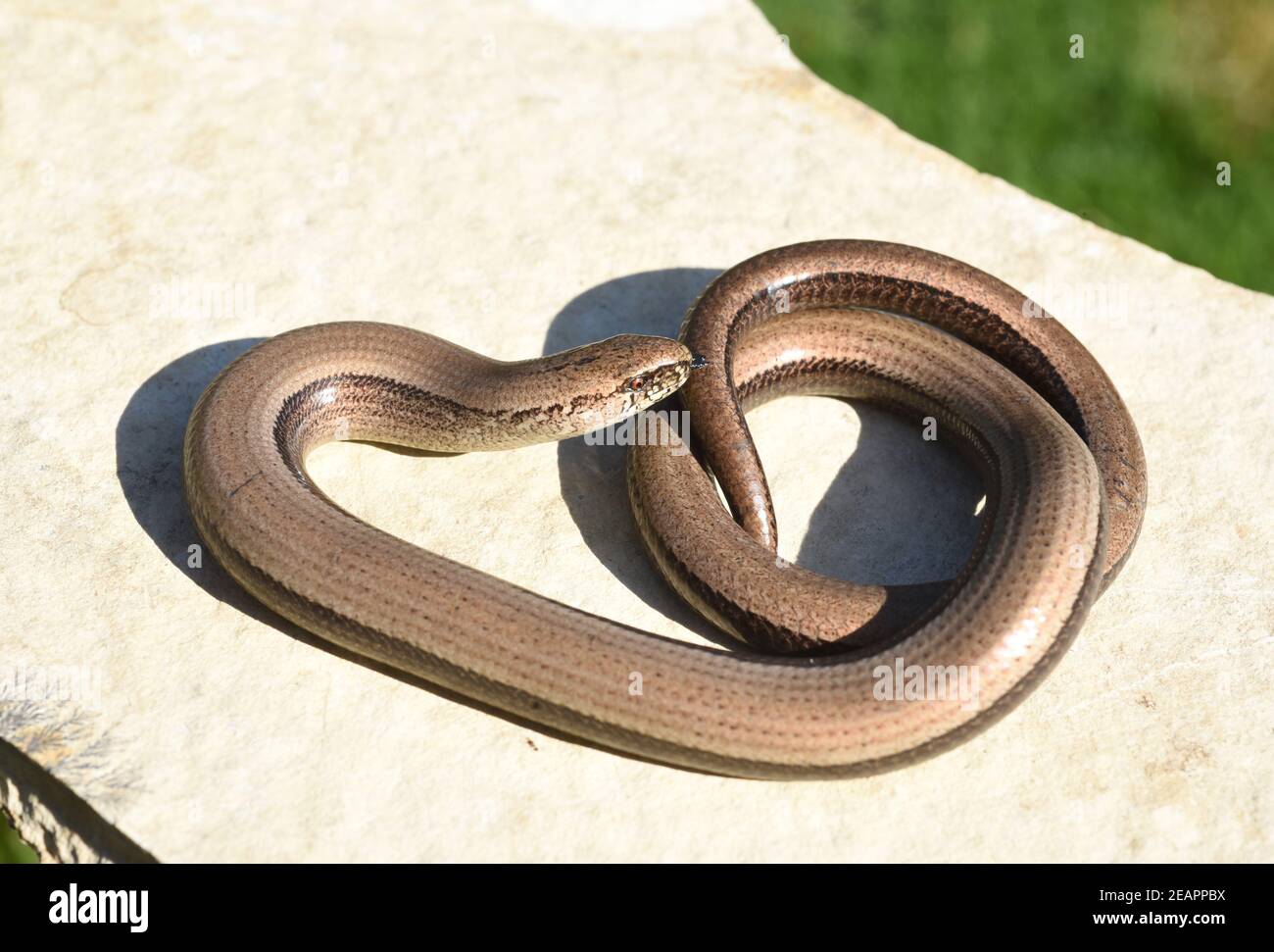 Blindschleiche, Anguis fragilis Stock Photo - Alamy