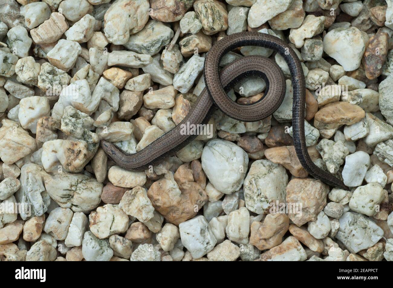 Blindschleichen hi-res stock photography and images - Alamy