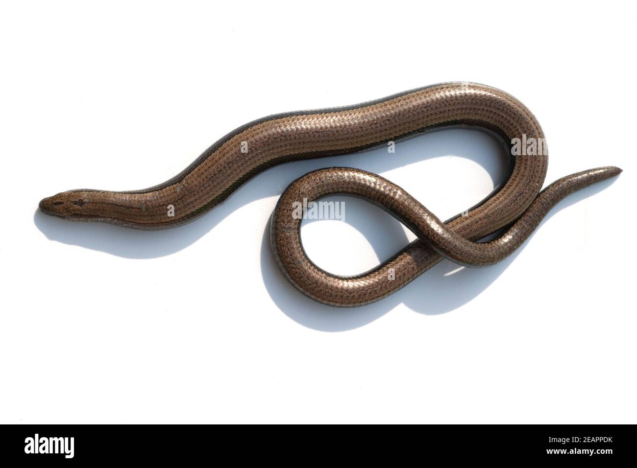 Blindschleiche, Anguis, fragilis, Echsenart, Echse Stock Photo - Alamy
