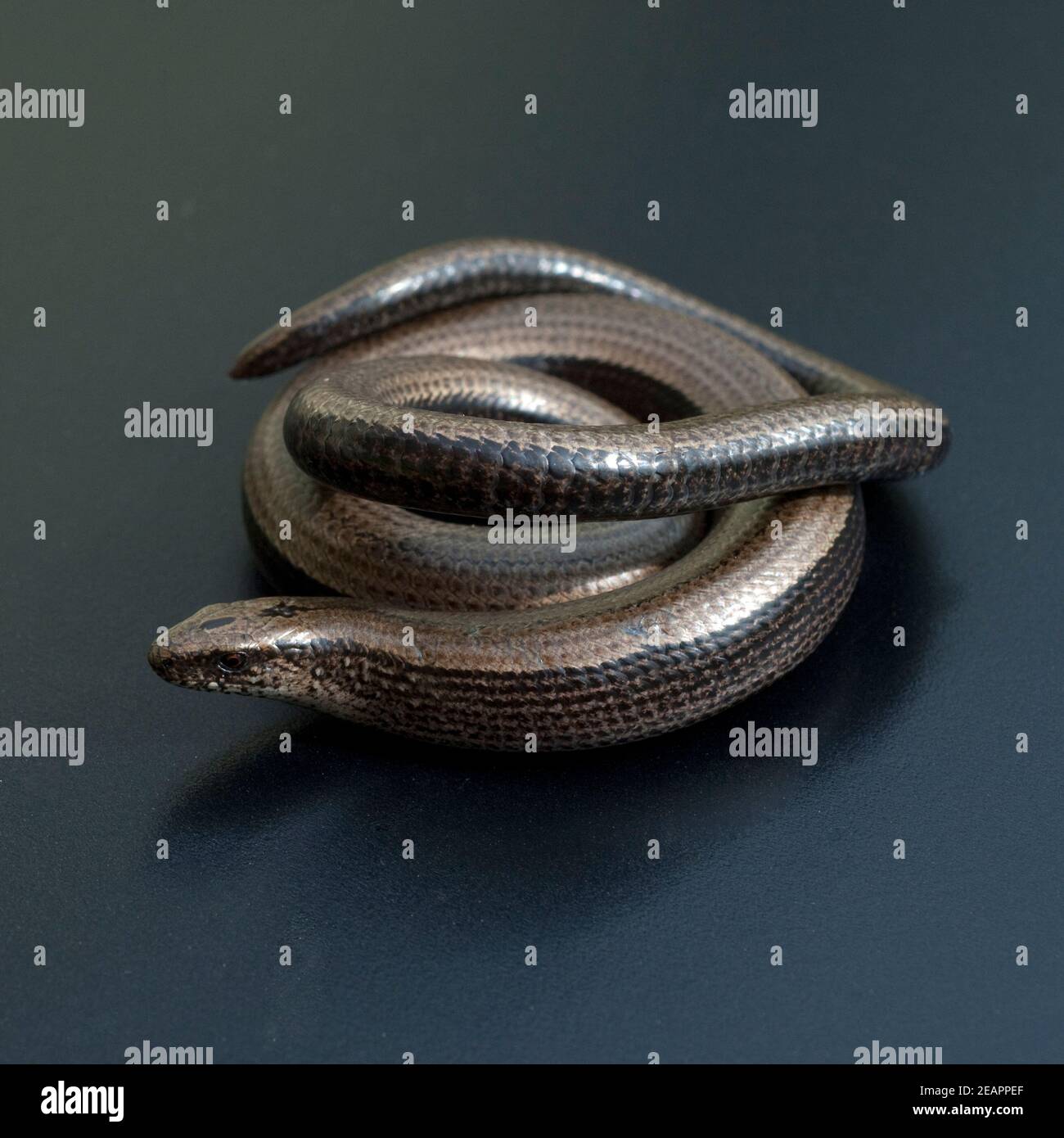 Blindschleiche, Anguis, fragilis, Echsenart, Echse Stock Photo - Alamy