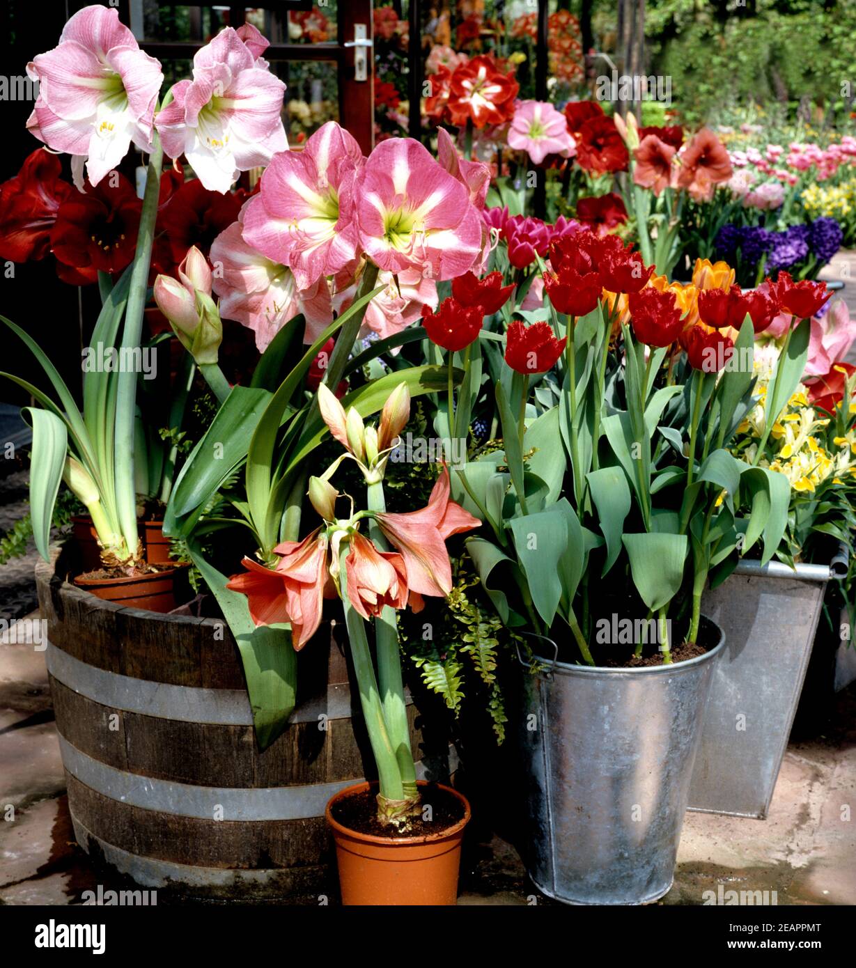 Blumen eimer hi-res stock photography and images - Alamy