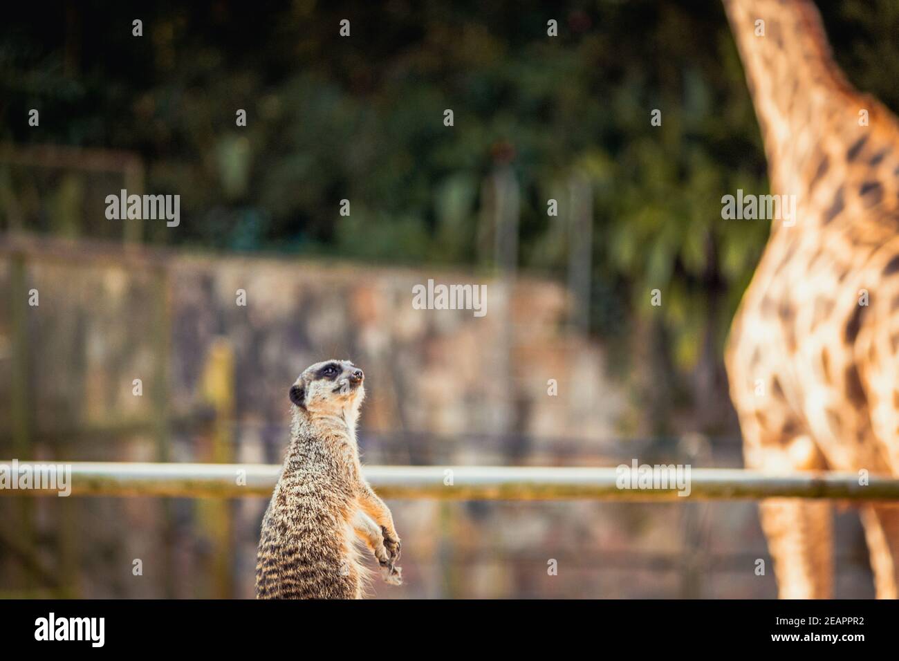 Animals in a zoo good for wallpaper Stock Photo - Alamy