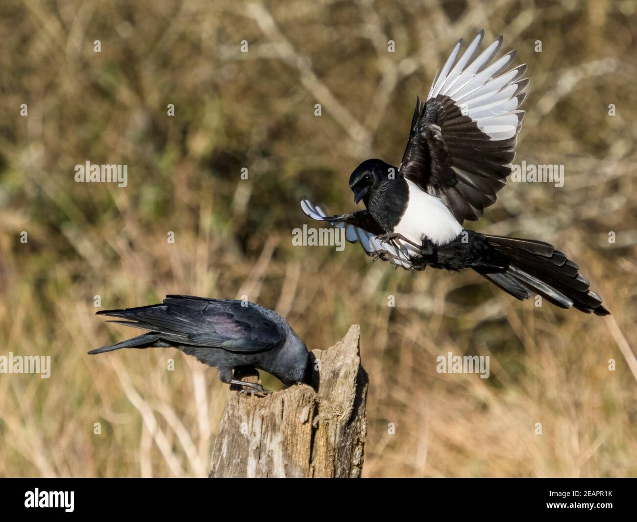 Jackdaw uk flying hi-res stock photography and images - Alamy