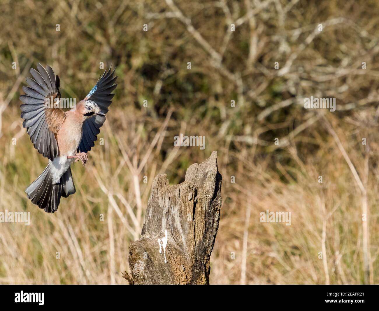 A jay flying to a tree stump in winter in mid Wales Stock Photo - Alamy