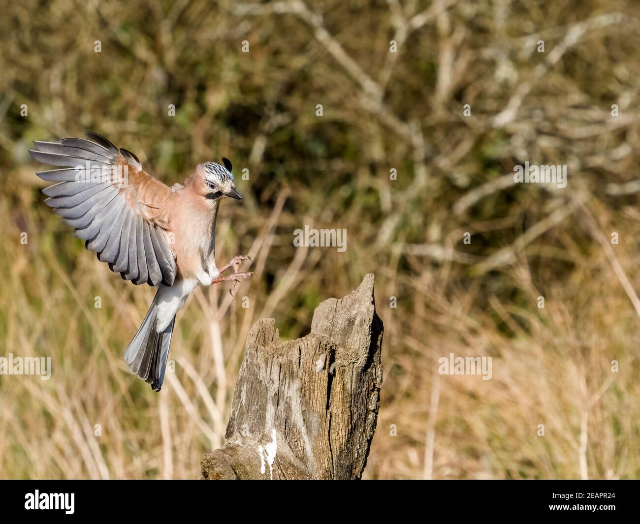 Jay uk flying hi-res stock photography and images - Alamy