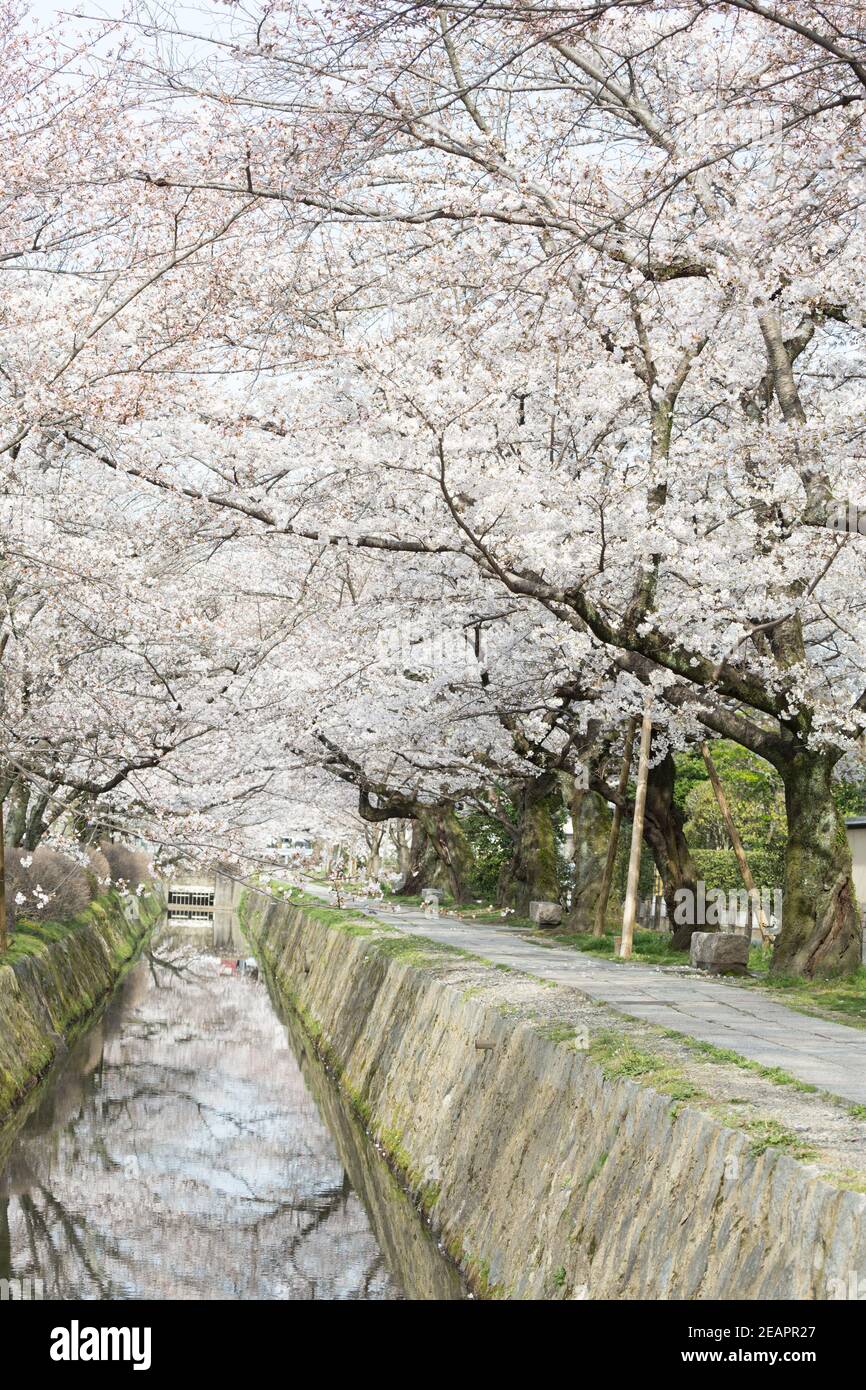 Kyoto Japan Philosopher's Path Covered By Cherry Blossoms Stock Photo ...