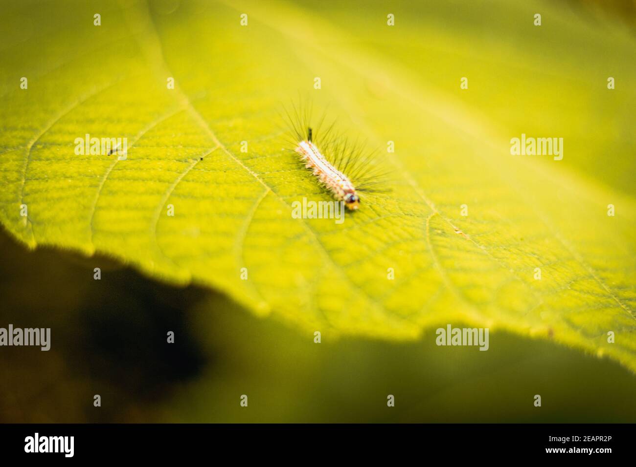 Animals in a zoo good for wallpaper Stock Photo - Alamy