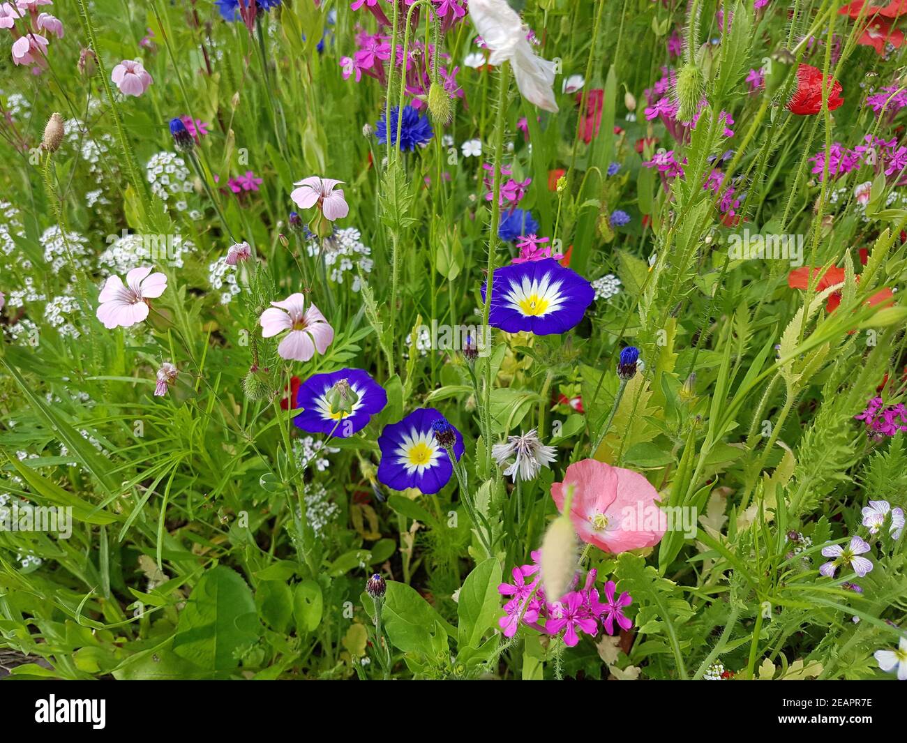 Blumenwiese Wiesenblumen Wildblumen Wiese Blumen High Resolution Stock Photography and Images ...