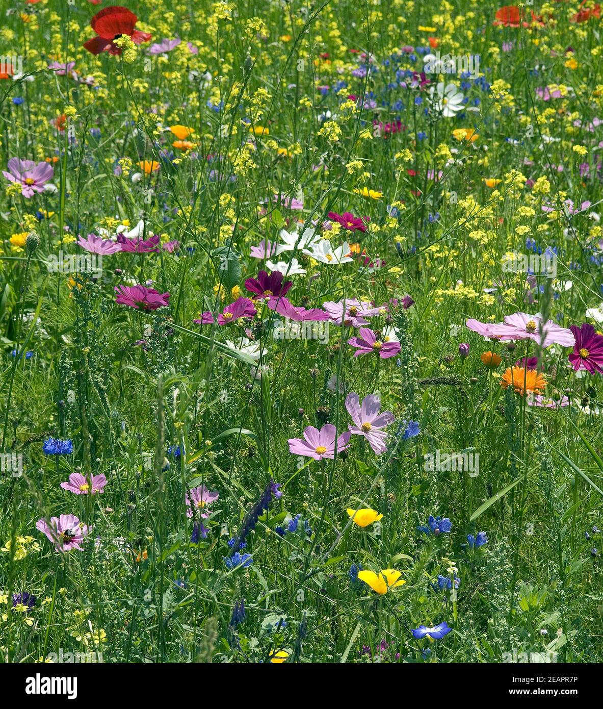 Wildblumenwiesen High Resolution Stock Photography and Images - Alamy