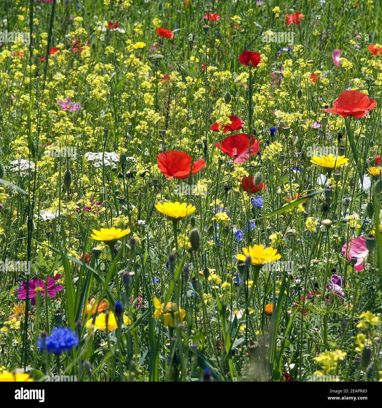 Wiesen blumenwiese hi-res stock photography and images - Alamy
