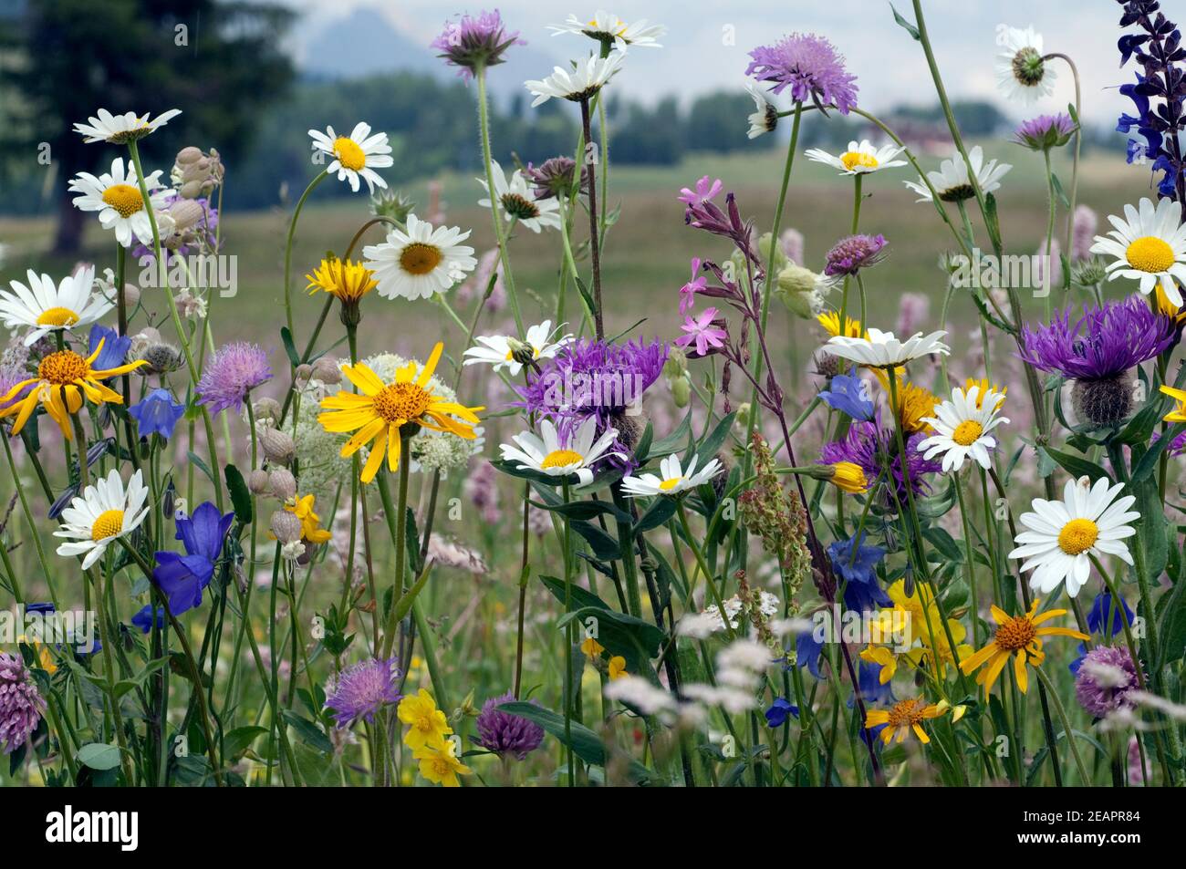 Bunte wiese landschaft hi-res stock photography and images - Alamy