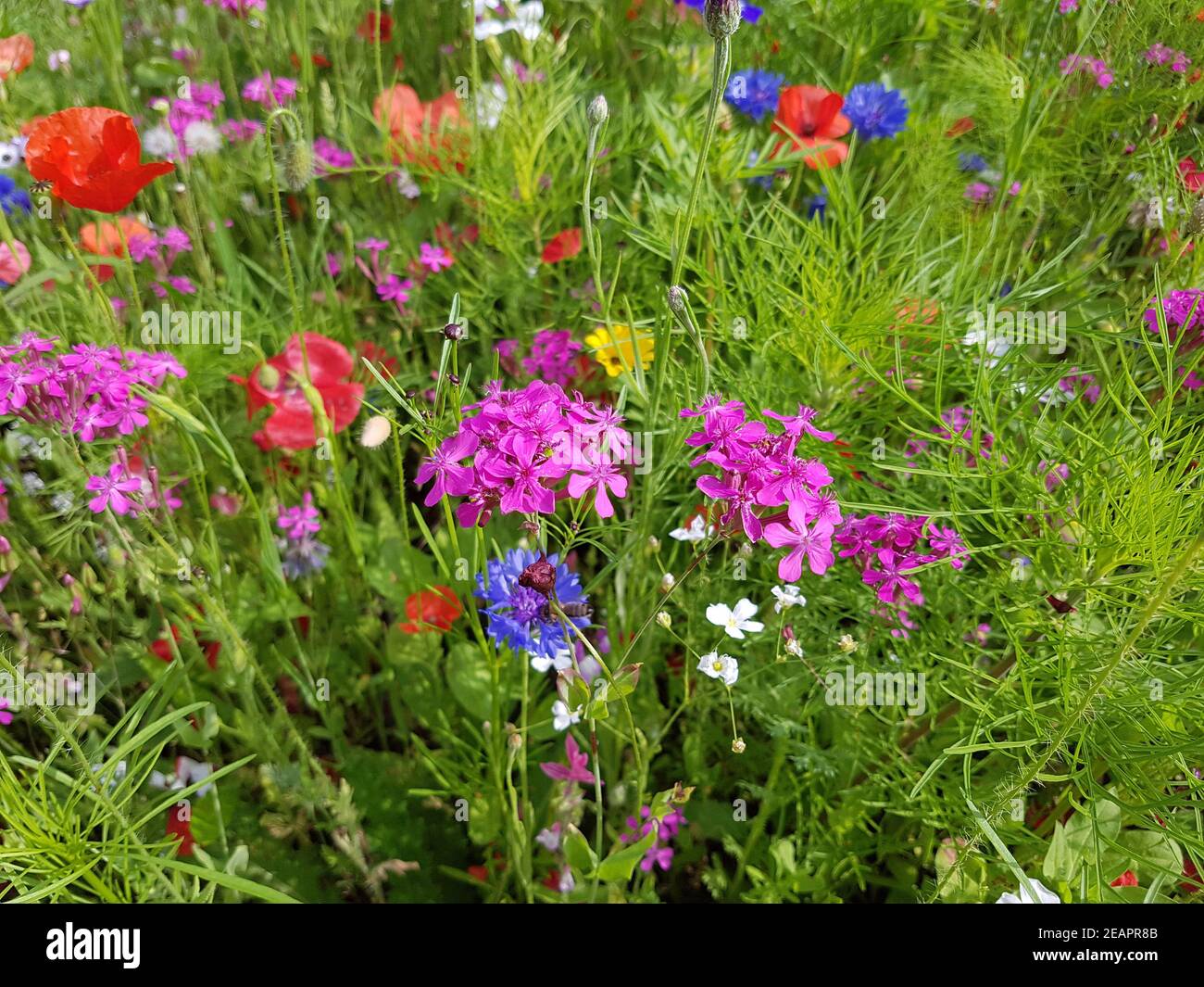 Blumenwiese Wiesenblumen Wildblumen Wiese Blumen High Resolution Stock Photography and Images ...