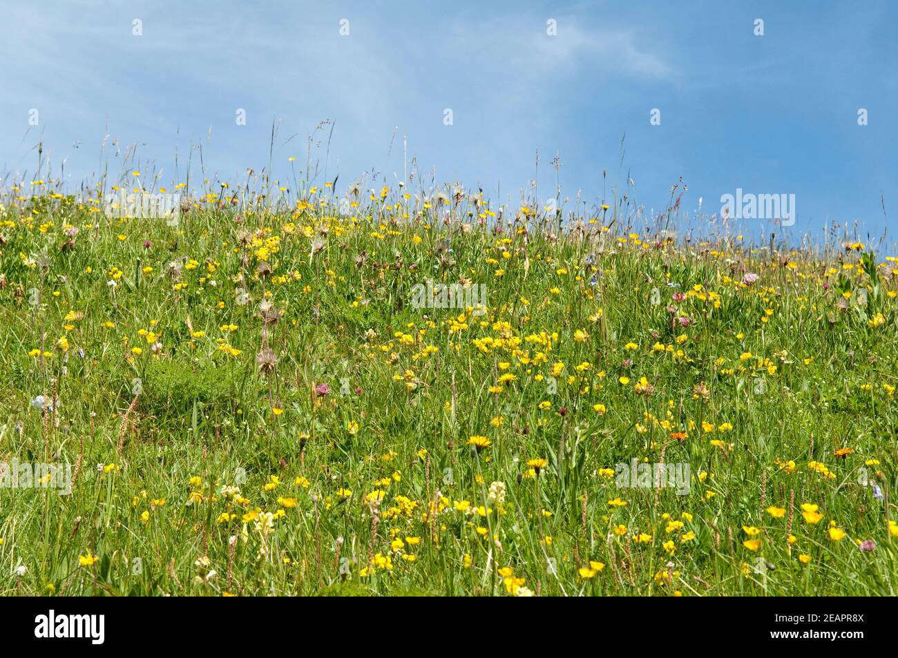 Wildblumenwiesen High Resolution Stock Photography and Images - Alamy