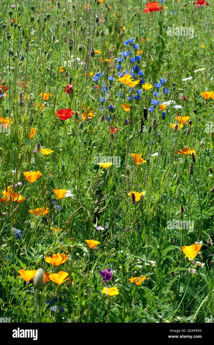 Blumenwiese Wiesenblumen Wildblumen Wiese Blumen High Resolution Stock Photography and Images ...