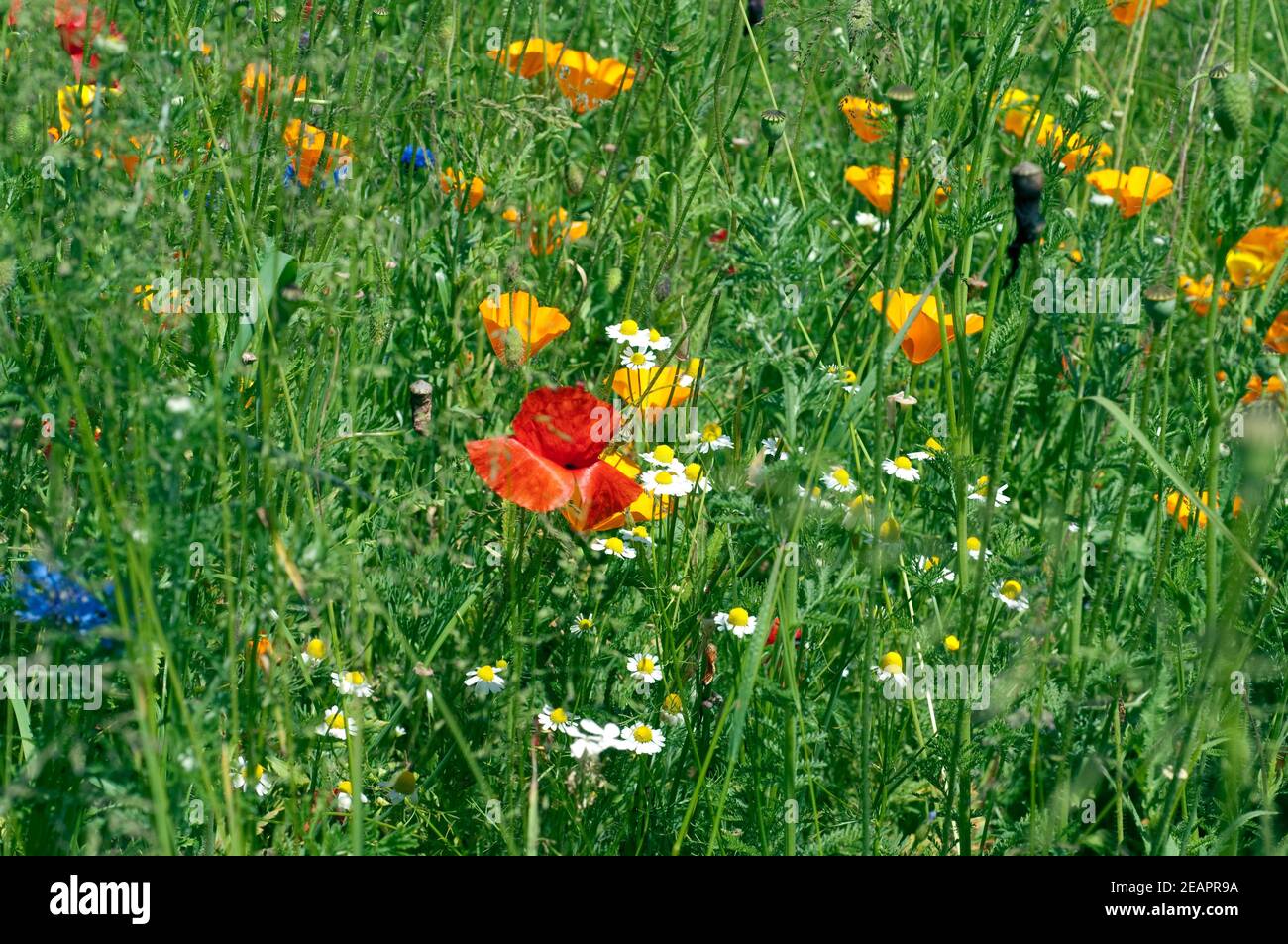 Blumenwiese, Wiesenblumen, Wildblumen Stock Photo - Alamy