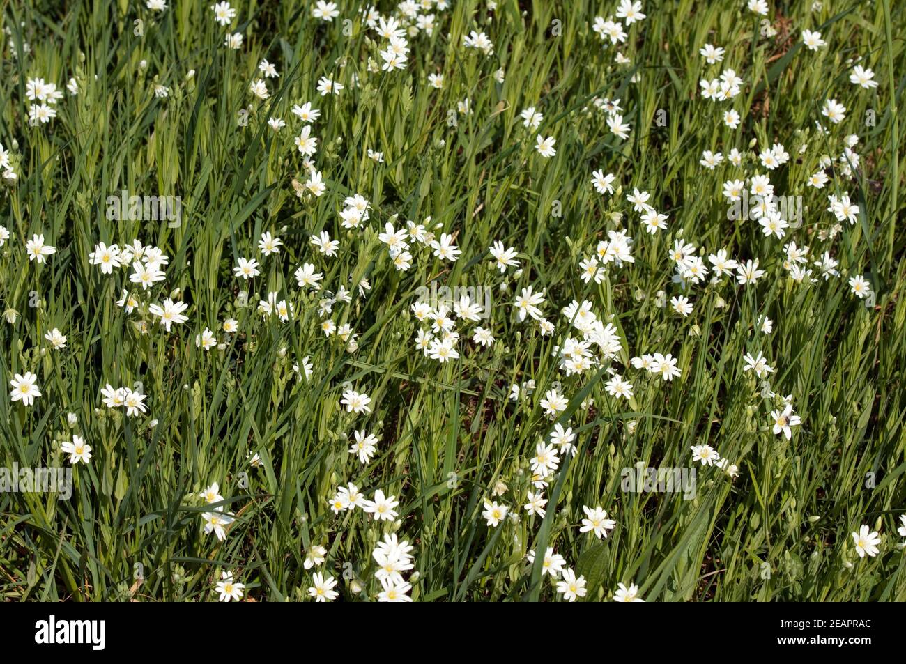Blumenwiese, Wiesenblumen, Wildblumen Stock Photo - Alamy