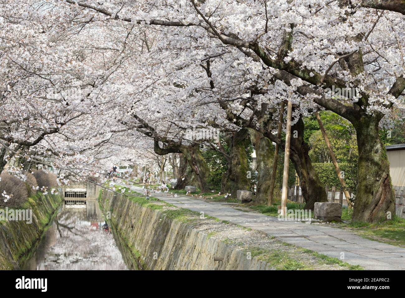 Kyoto Japan Philosopher's Path Covered By Cherry Blossoms Stock Photo ...