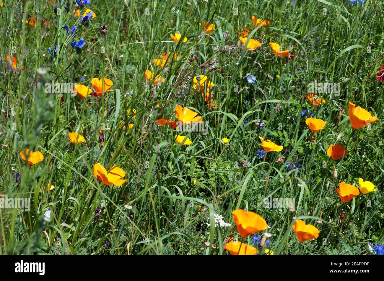 Blumenwiese Wiesenblumen Wildblumen Wiese Blumen High Resolution Stock Photography and Images ...