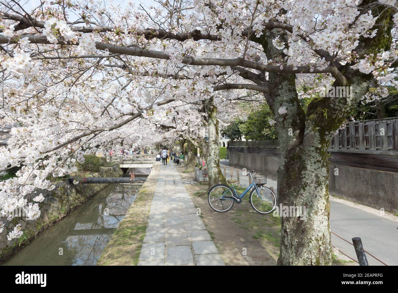 Kyoto Japan Philosopher's Path Covered By Cherry Blossoms Stock Photo ...