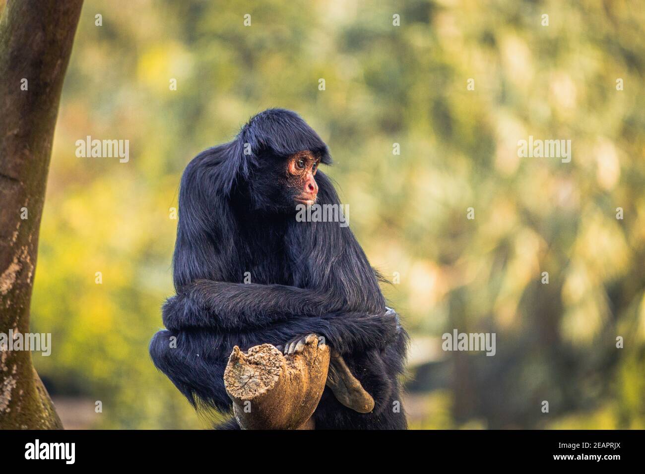 Artistic animal wallpaper hi-res stock photography and images - Alamy