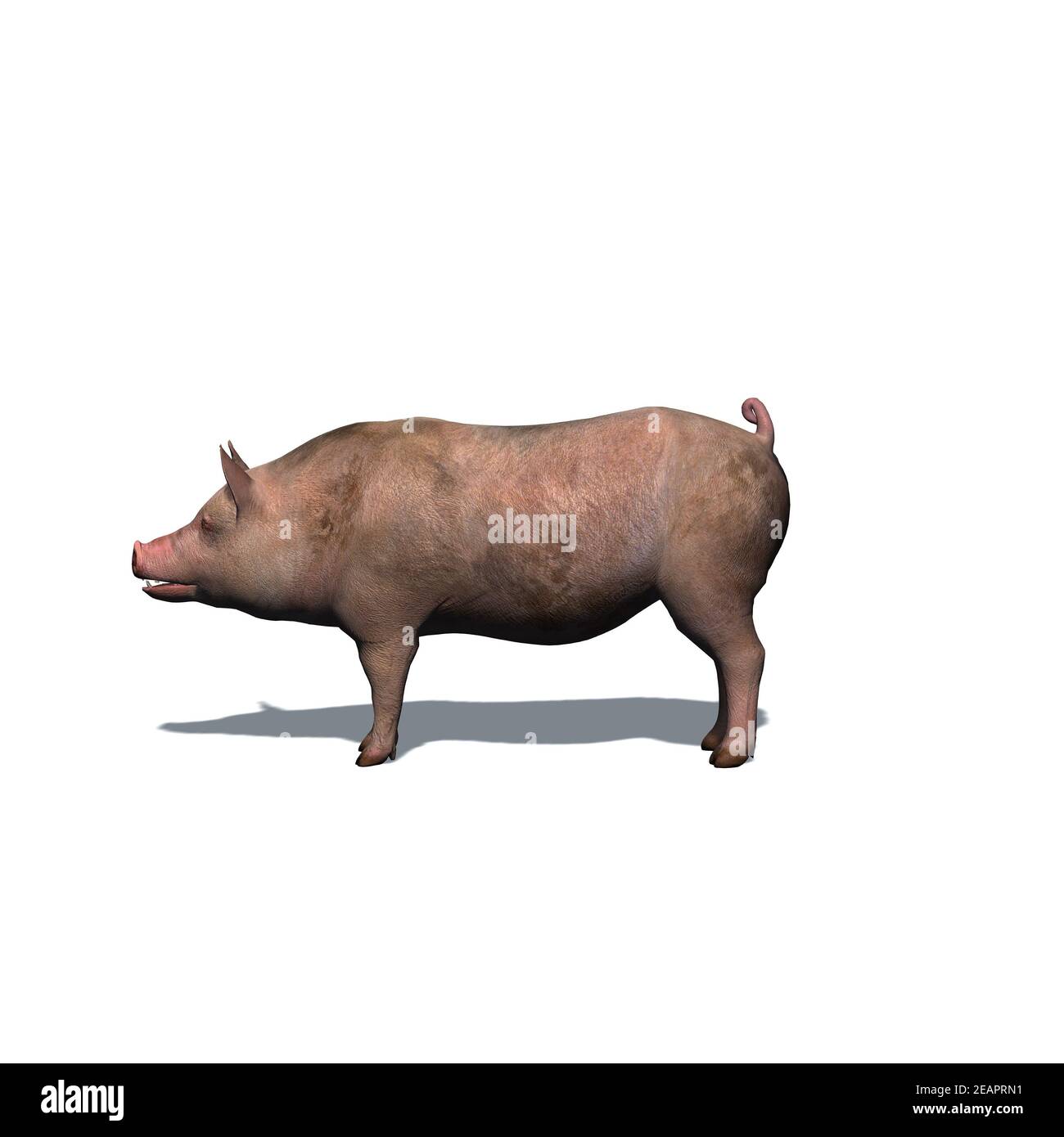 Farm animals - pig with shadow on the floor - isolated on white ...